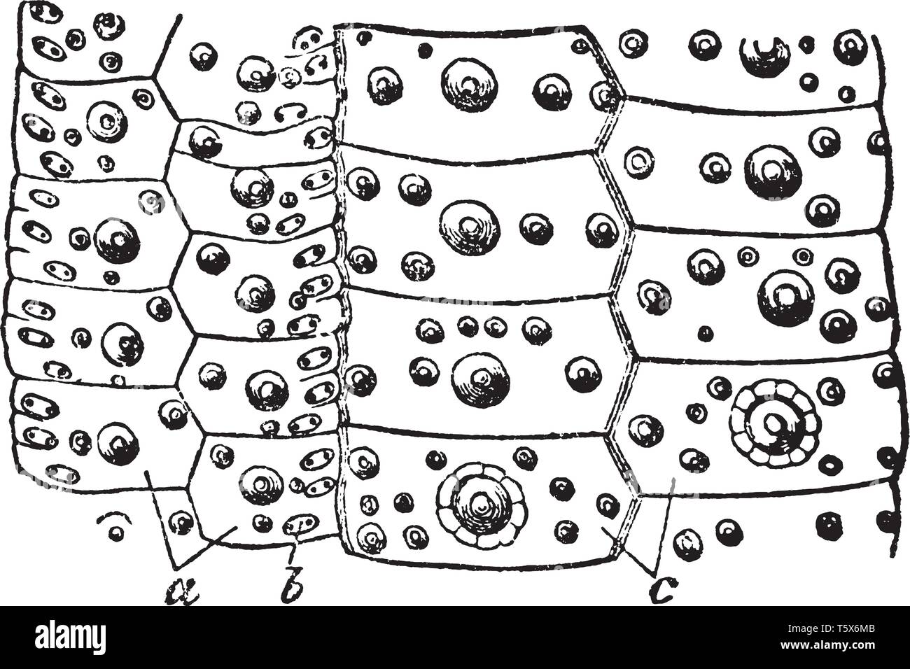 Echinus gracilis is a genus of sea urchins, vintage line drawing or ...