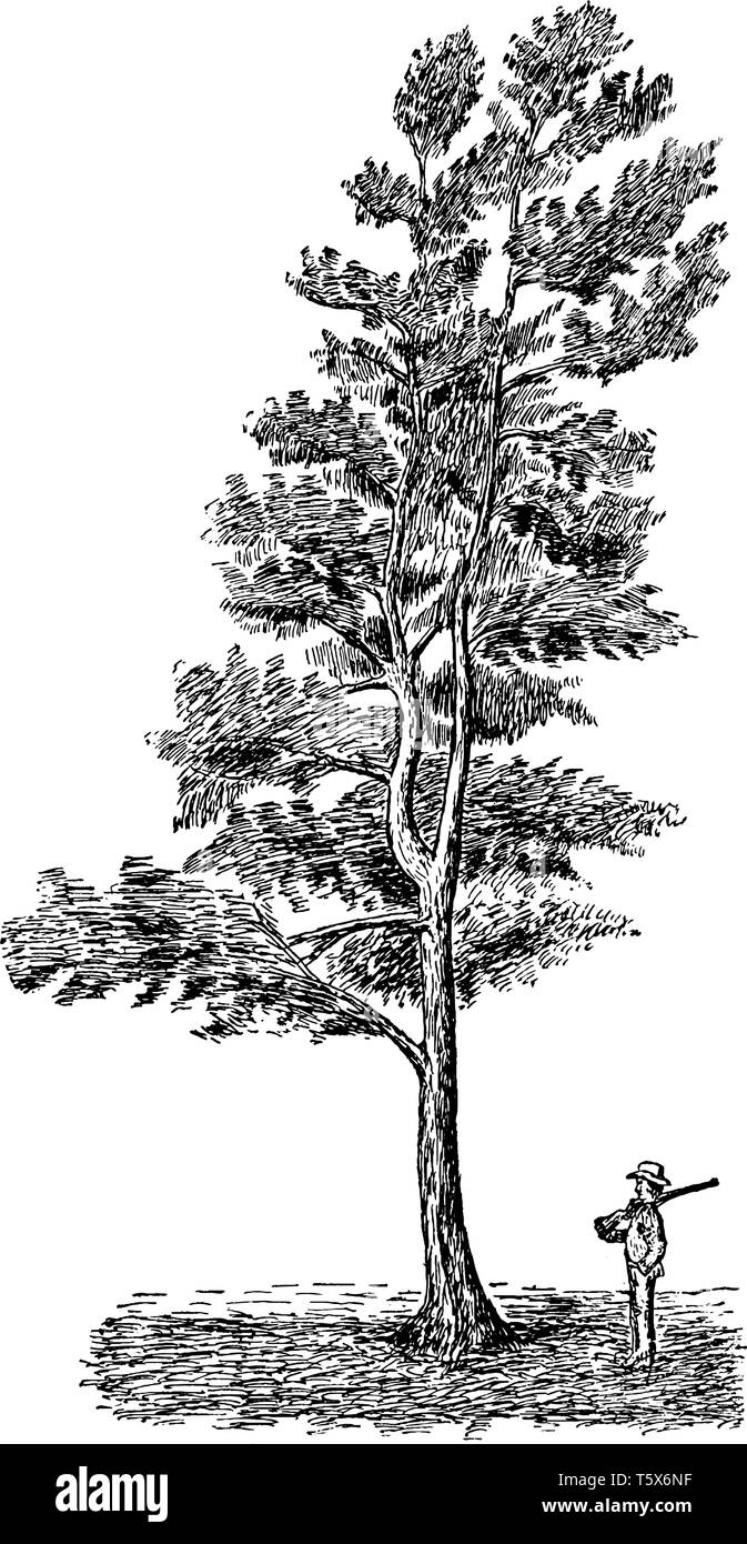 This is the image of a pine tree, there is a man standing under the ...