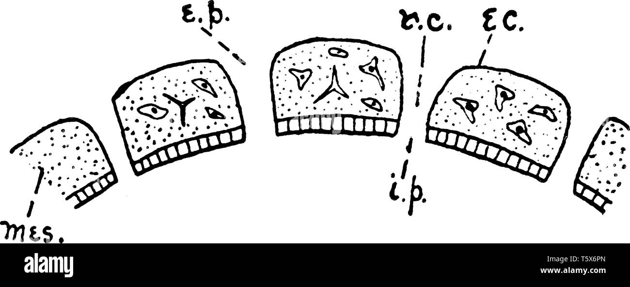 Sycettidae Stock Vector Images - Alamy
