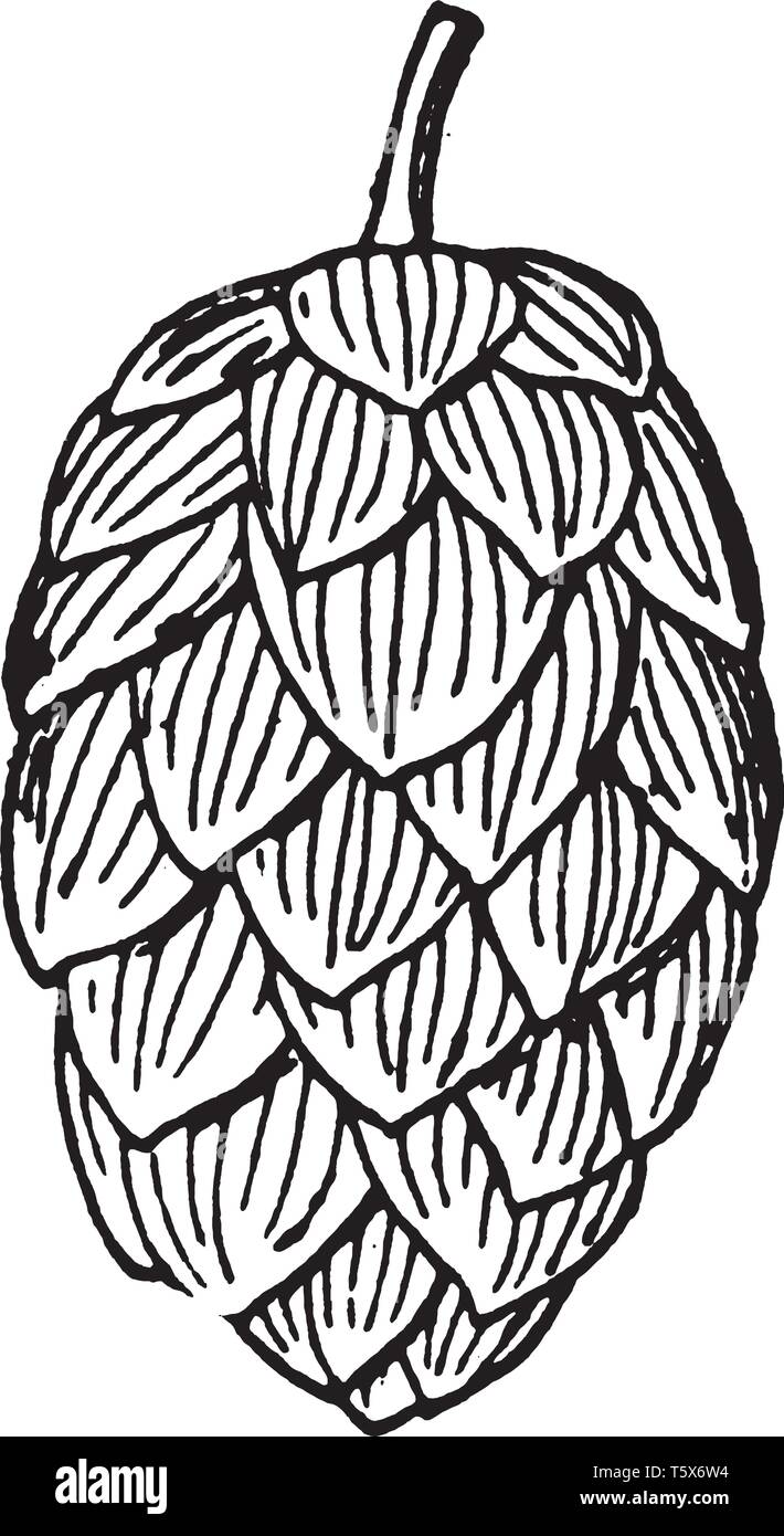 A Picture shows Hop strobilus Fruit. It is flowering plant in the ...