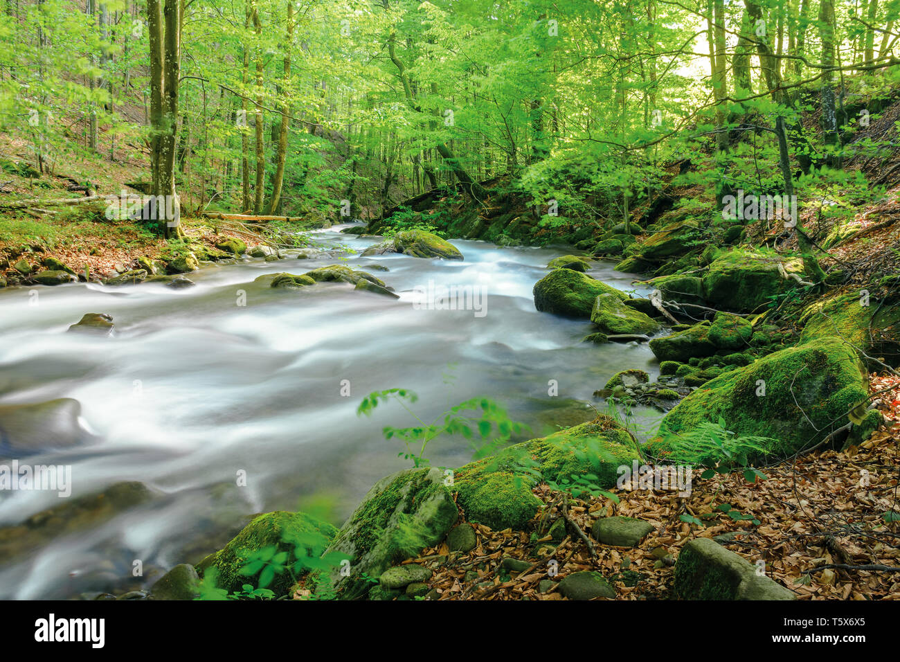 river in the ancient beech forest. stones covered in moss. smooth water ...