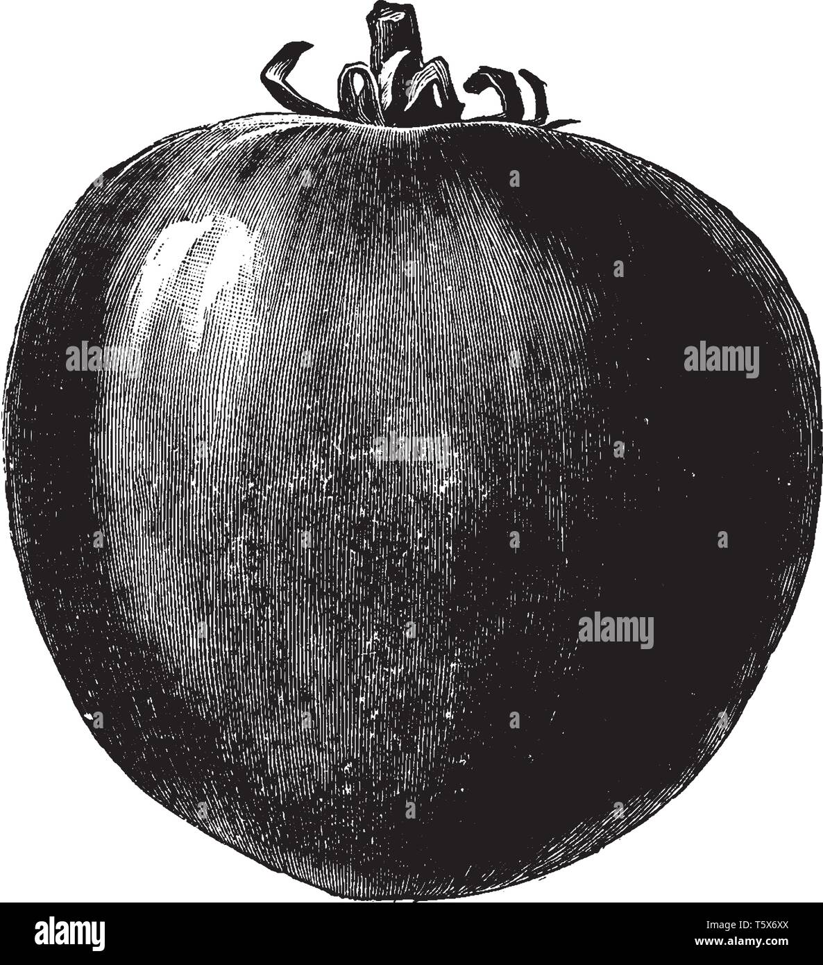 Globe tomatoes Stock Vector Images - Alamy