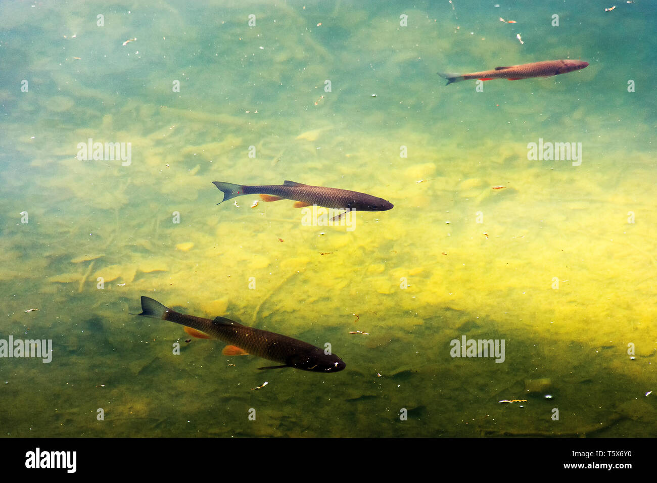 Fish transparent background hi-res stock photography and images - Alamy