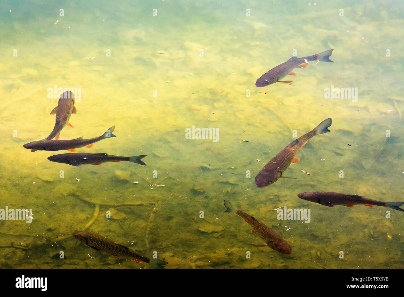 Fish transparent background hi-res stock photography and images - Alamy