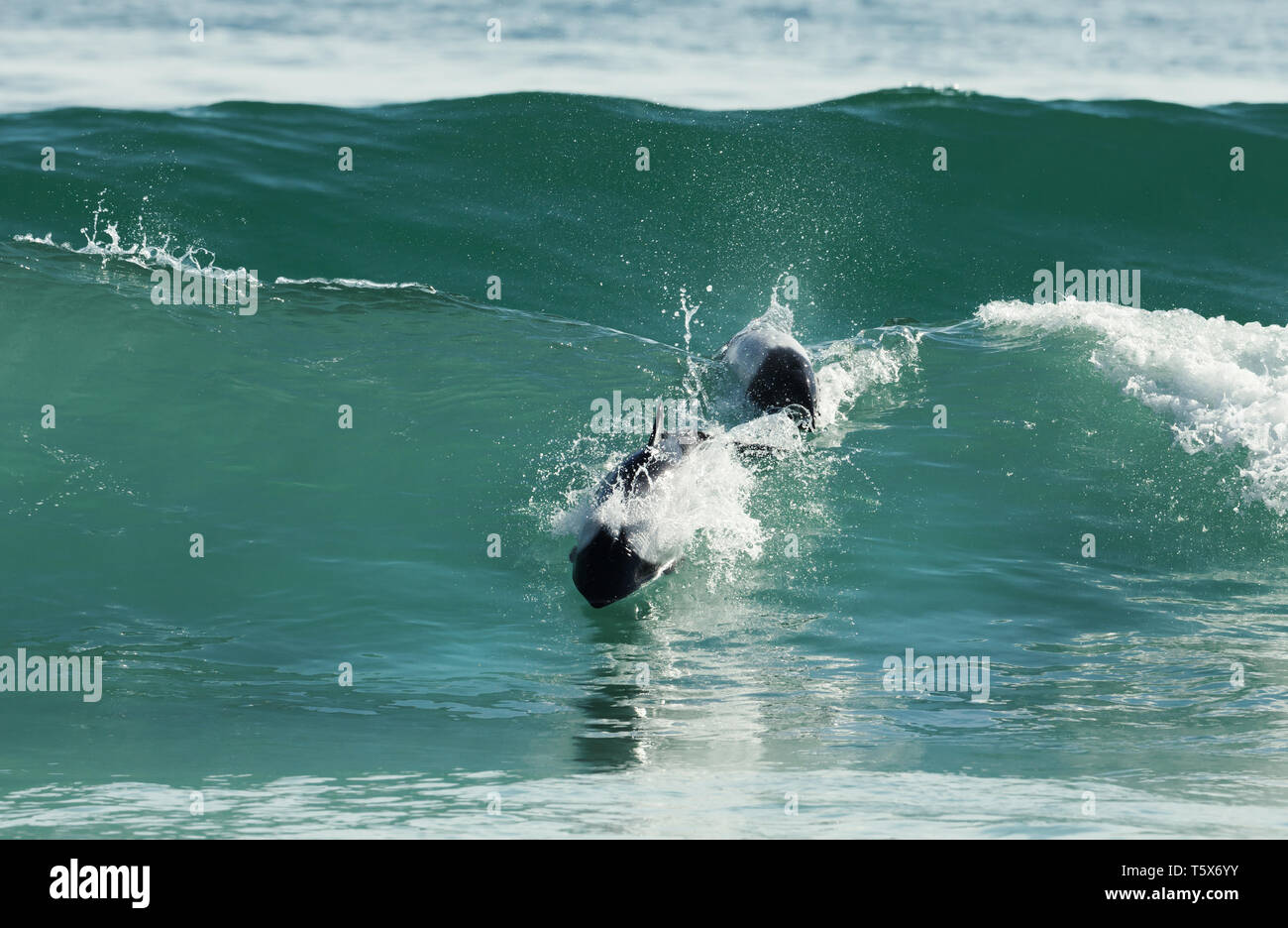 Commerson's dolphins diving in blue water, Falkland Islands Stock Photo ...