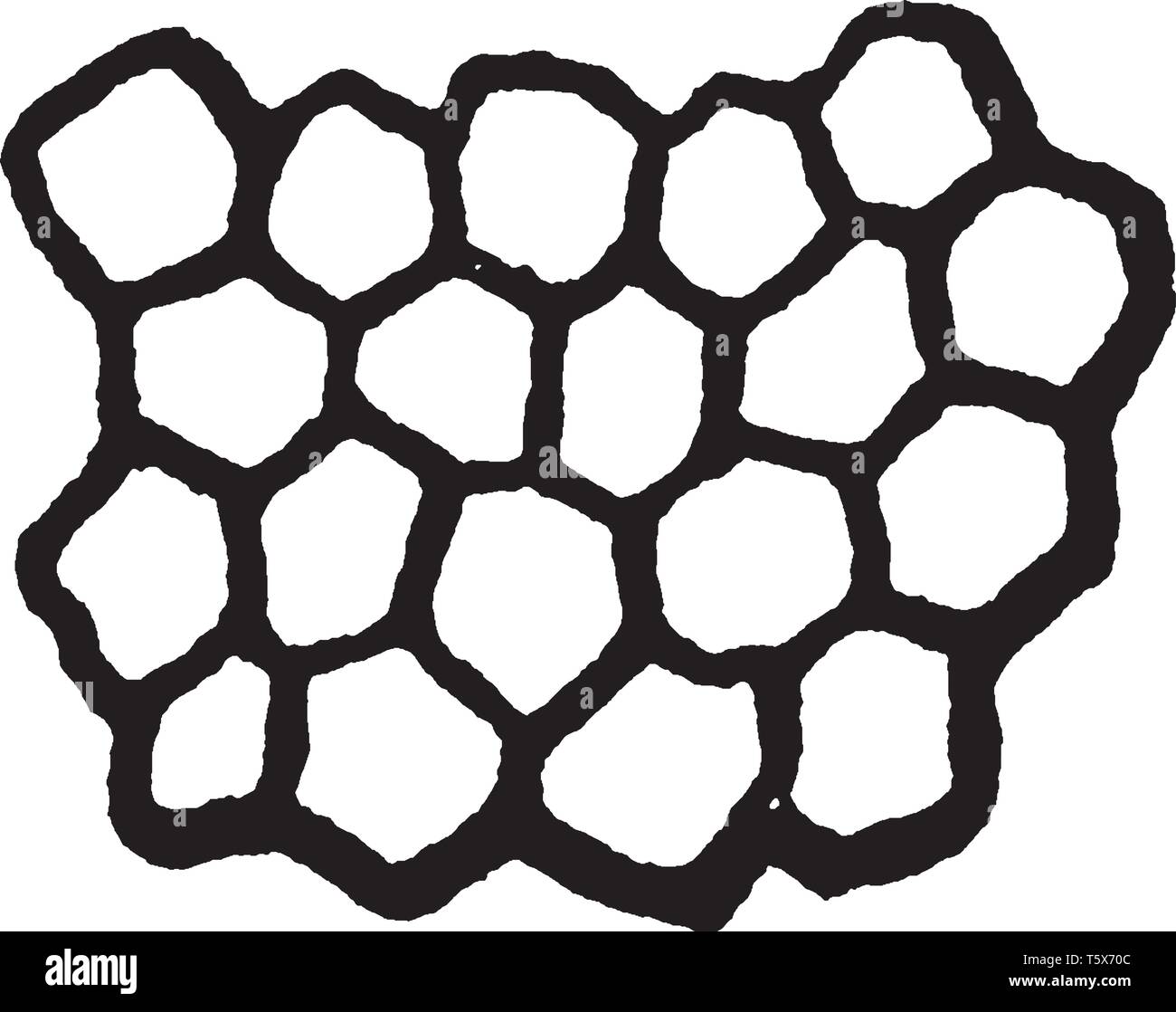 A picture of Cancellate with cellular like surface, vintage line ...