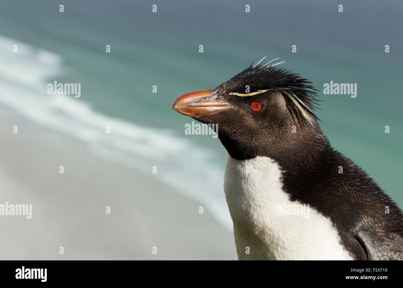 Southern rockhopper penguin hi-res stock photography and images - Alamy
