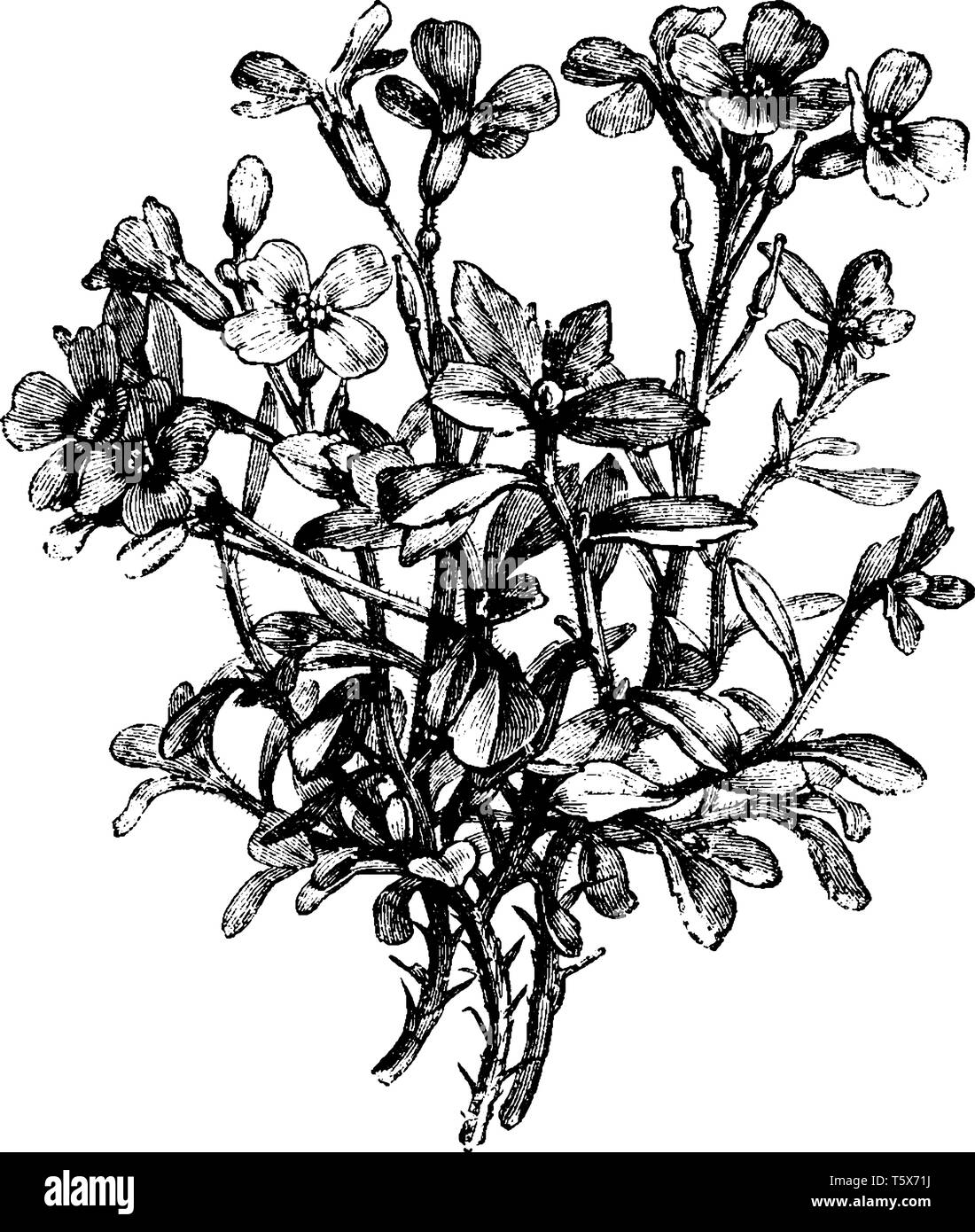 Tree white flowers flowering Stock Vector Images - Alamy