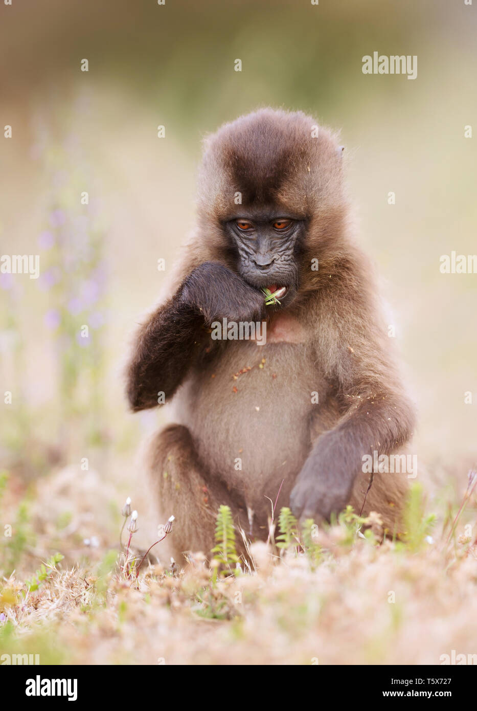 Monkey eating grass hi-res stock photography and images - Alamy