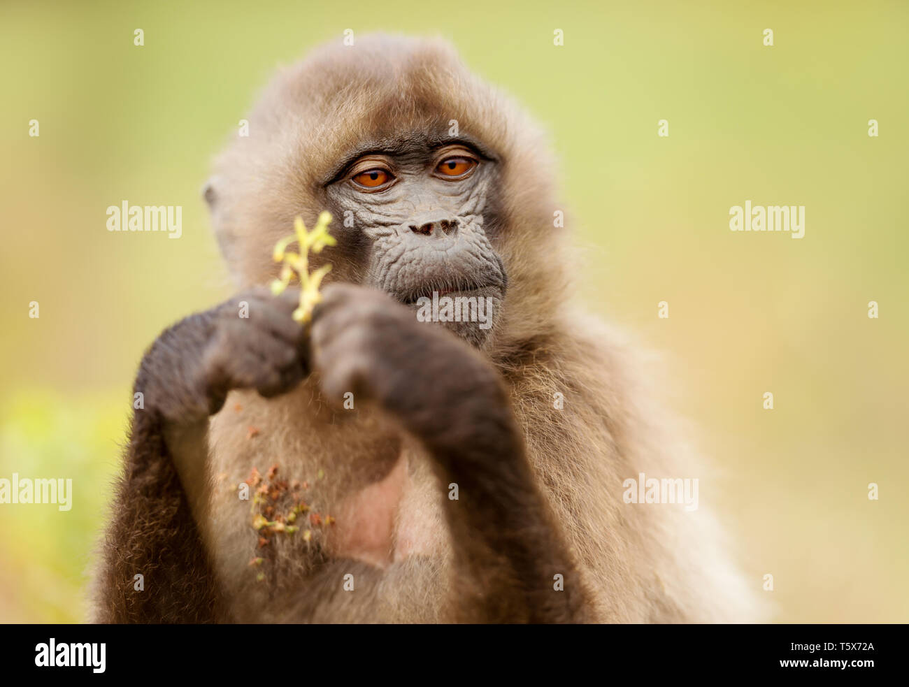 Monkey grass hi-res stock photography and images - Alamy