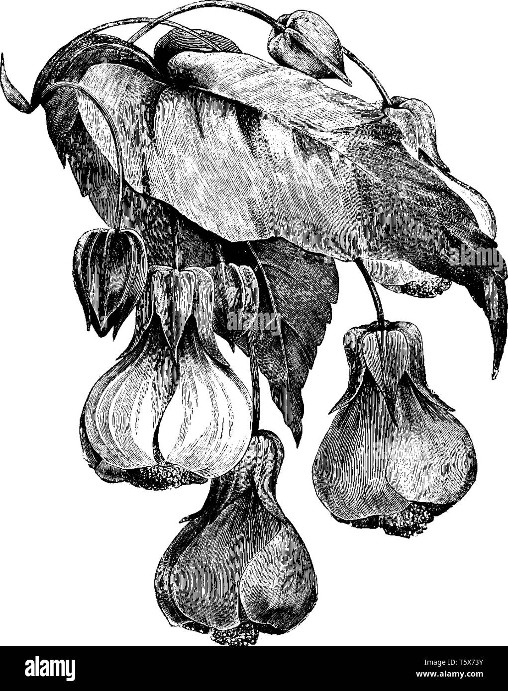 Lobed shape Stock Vector Images - Alamy