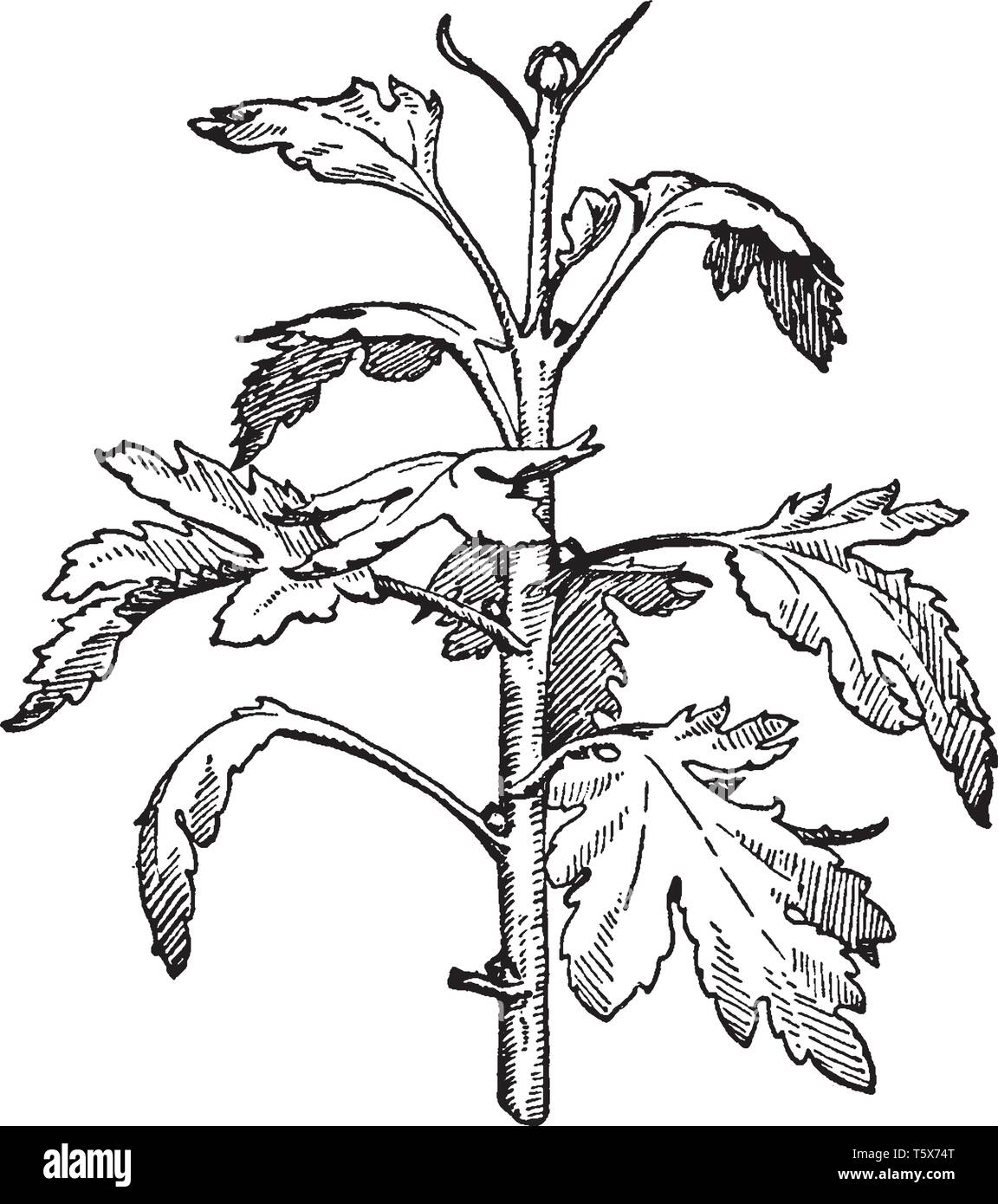 Apical flower Stock Vector Images - Alamy