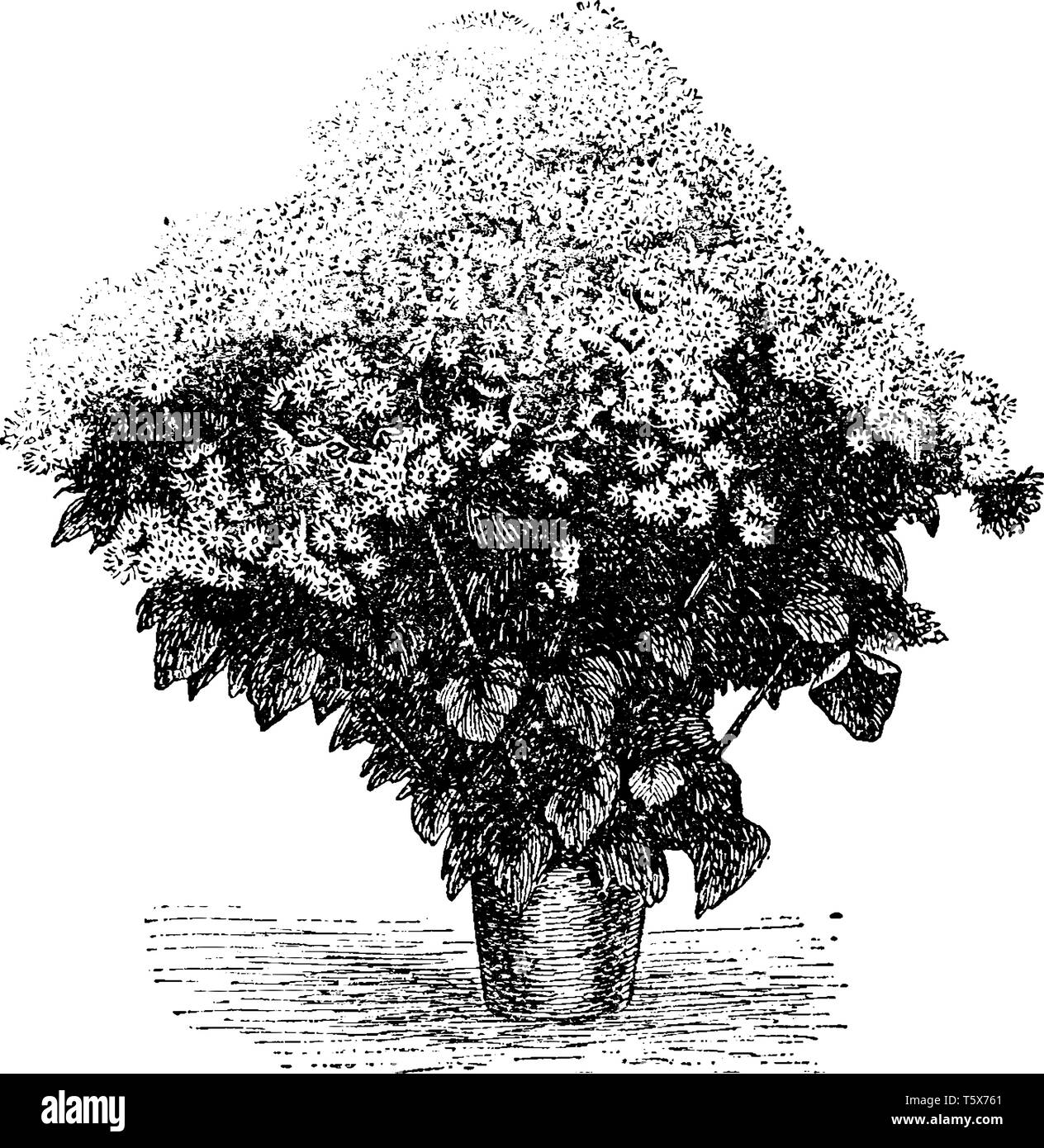 Grown from Black and White Stock Photos & Images - Alamy