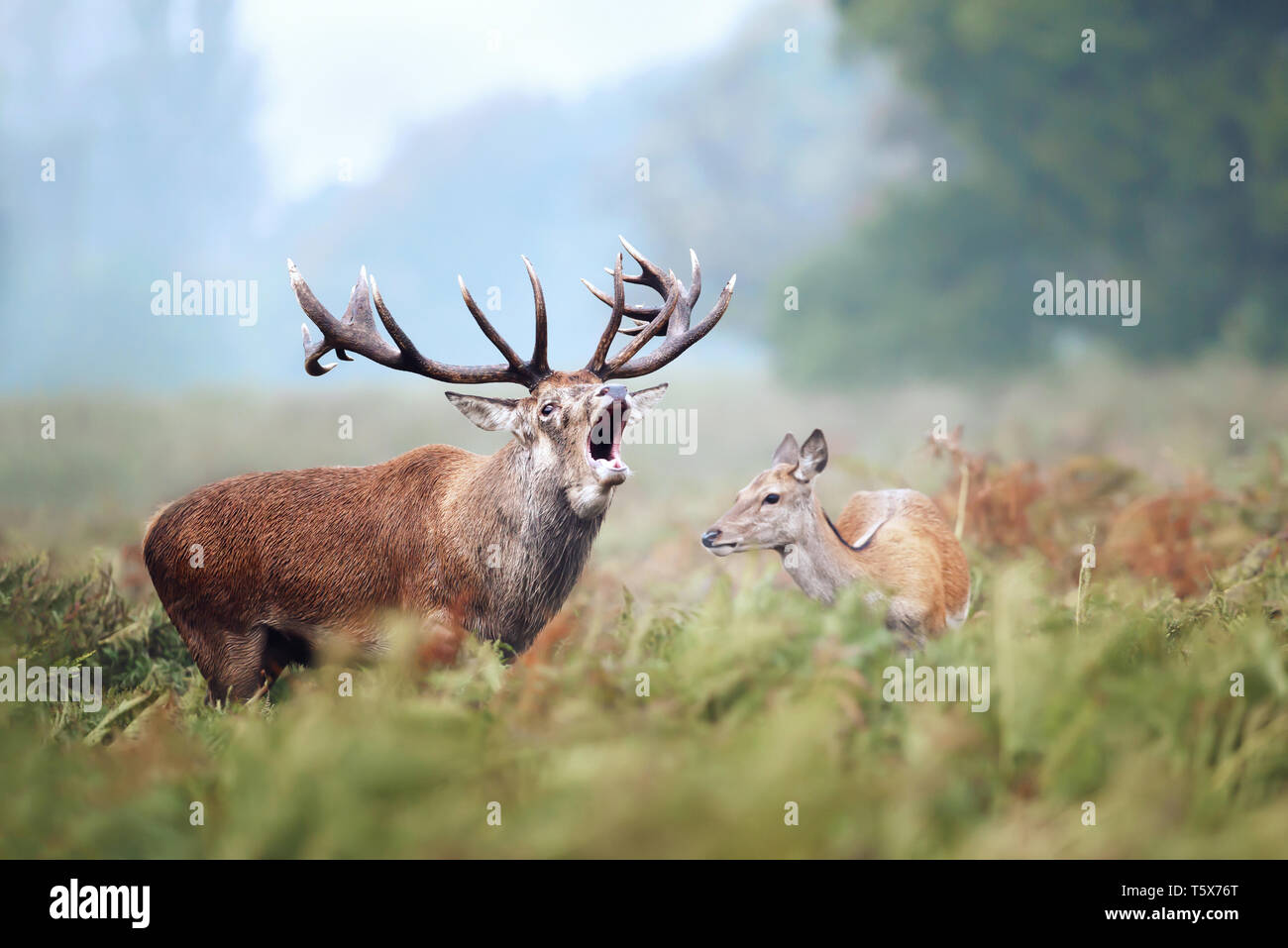 Close-up of red deer stag calling during rutting season in autumn, UK ...