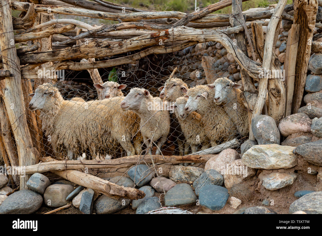 Sheeps in a pen hi-res stock photography and images - Alamy