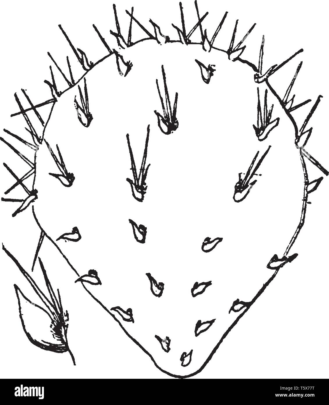 Awl shaped leaves Stock Vector Images - Alamy