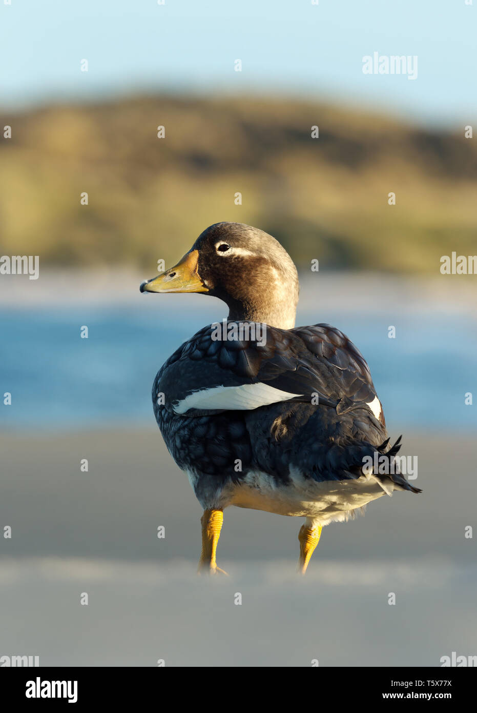 Close up of Falkland steamer duck on the coast of Atlantic ocean Stock ...