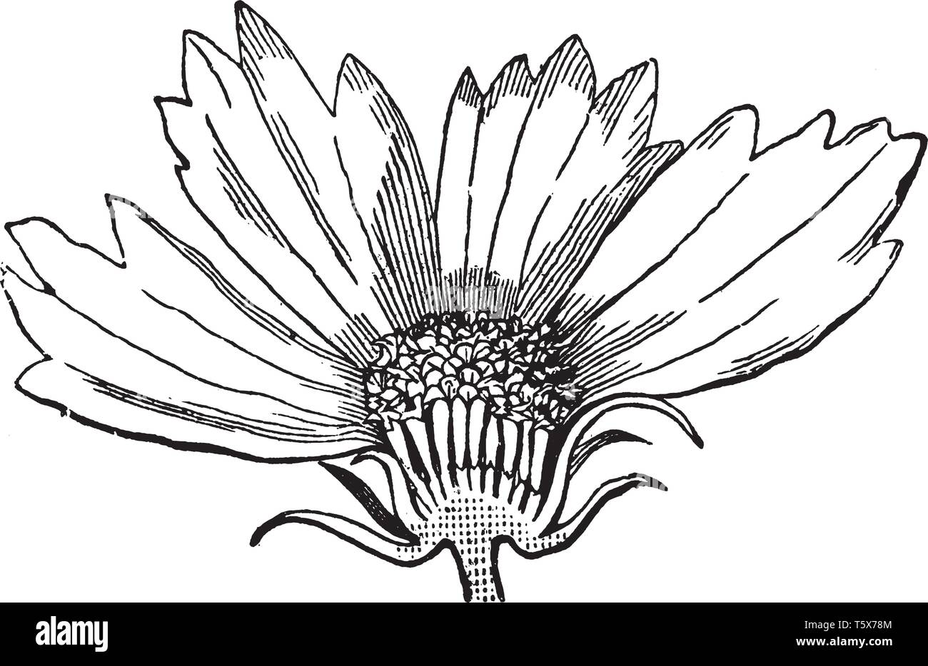 A picture showing the head of flowers of a Coreopsis, divided ...