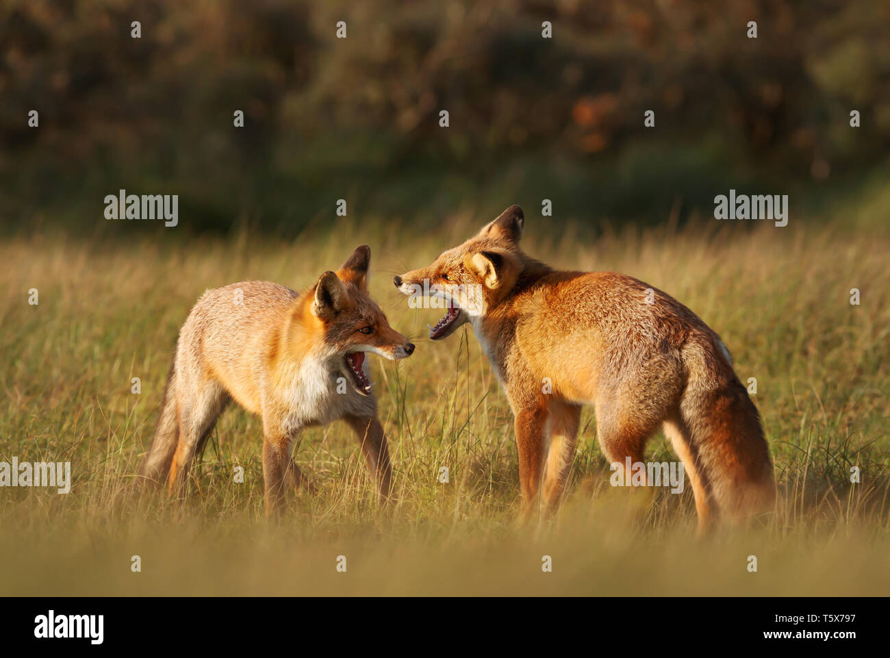 Fighting game hi-res stock photography and images - Alamy