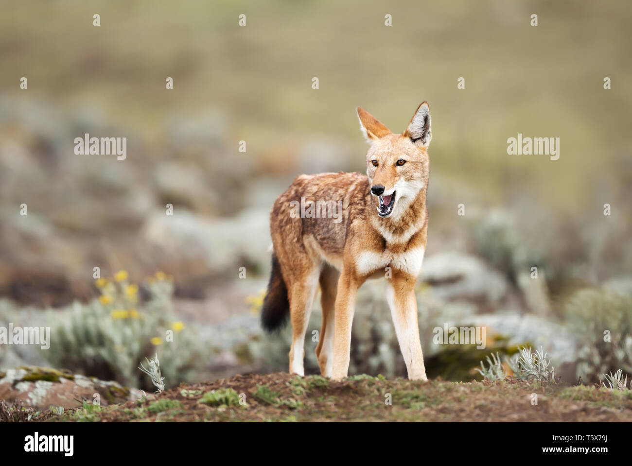 Close up of a rare and endangered Ethiopian wolf (Canis simensis) in ...