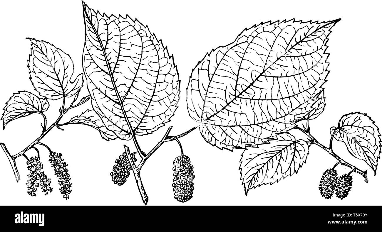Mulberry leaves Stock Vector Images - Alamy