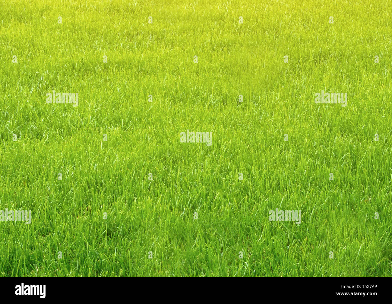 Baseball Field Grass Patterns