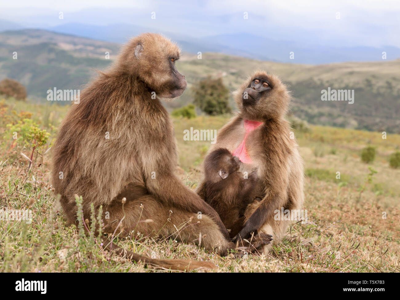 Close up of Gelada monkey family, male, female and a suckling baby ...