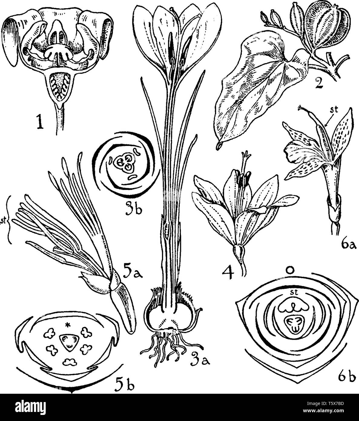 In this picture shown various part of flower. Dioscoreaceae, Iridaceae ...