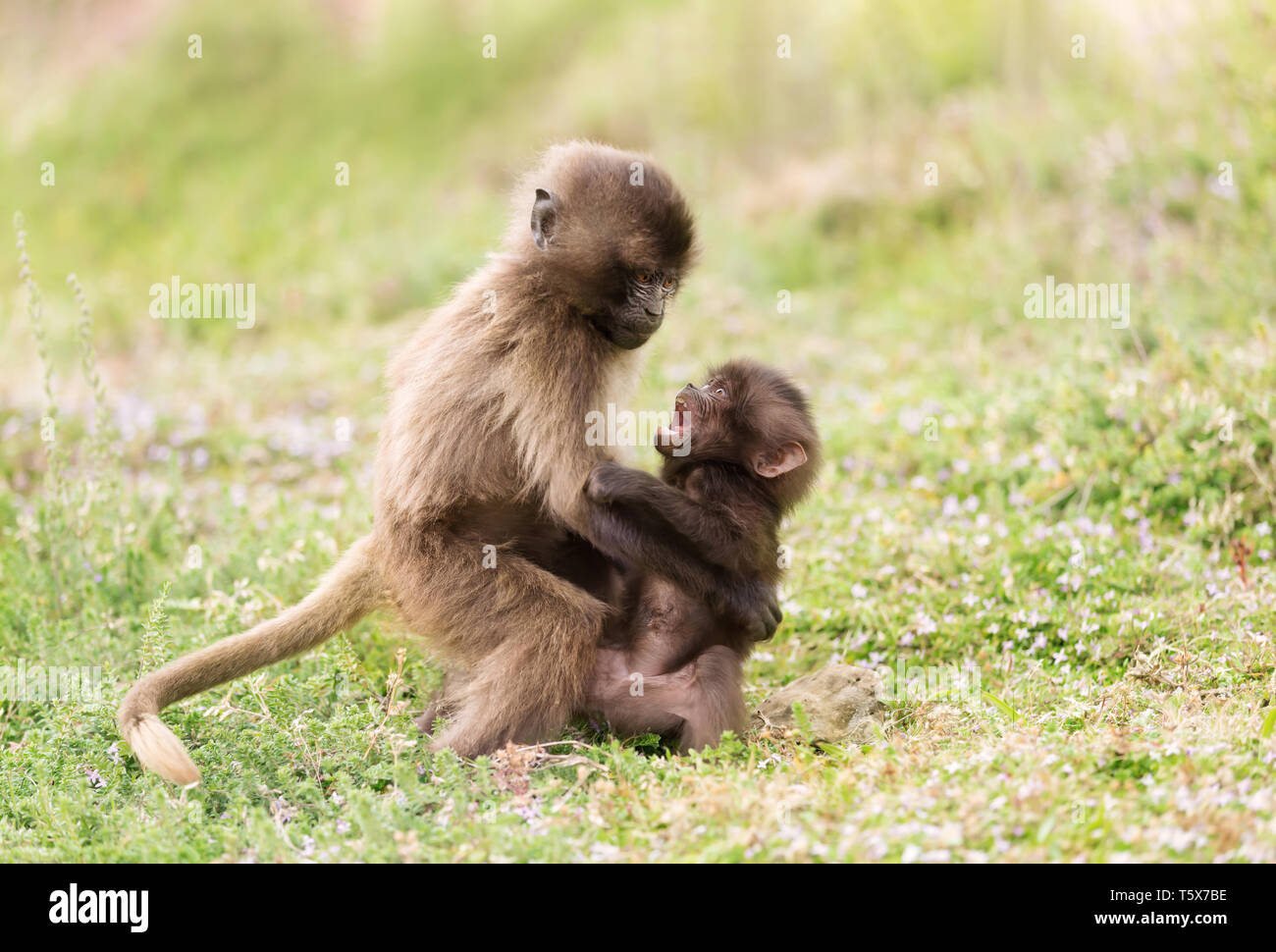 Close up of playful baby Gelada monkeys, Simien mountains, Ethiopia ...