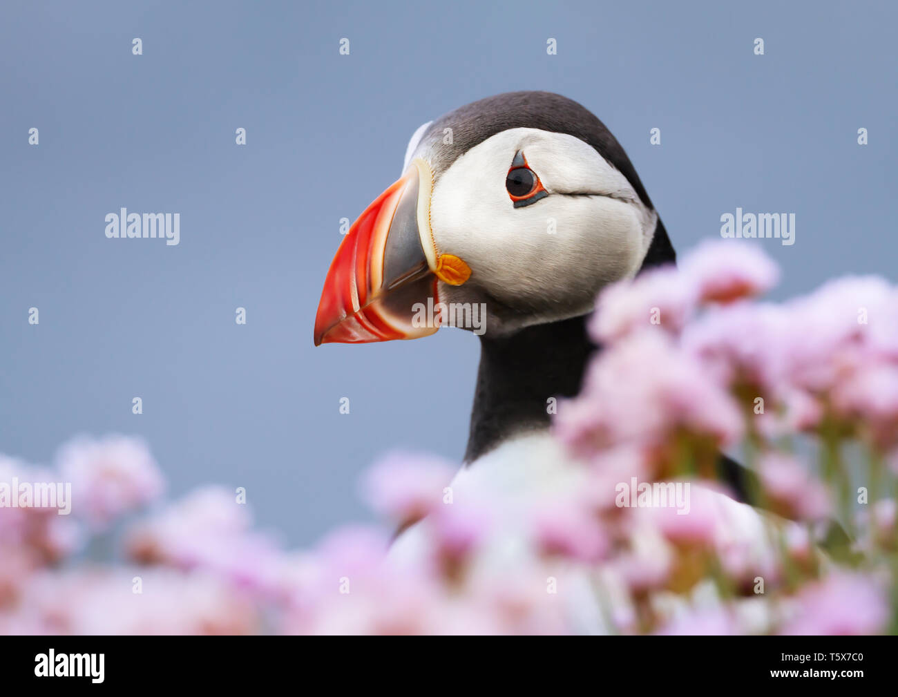 Puffin with thrift hi-res stock photography and images - Alamy