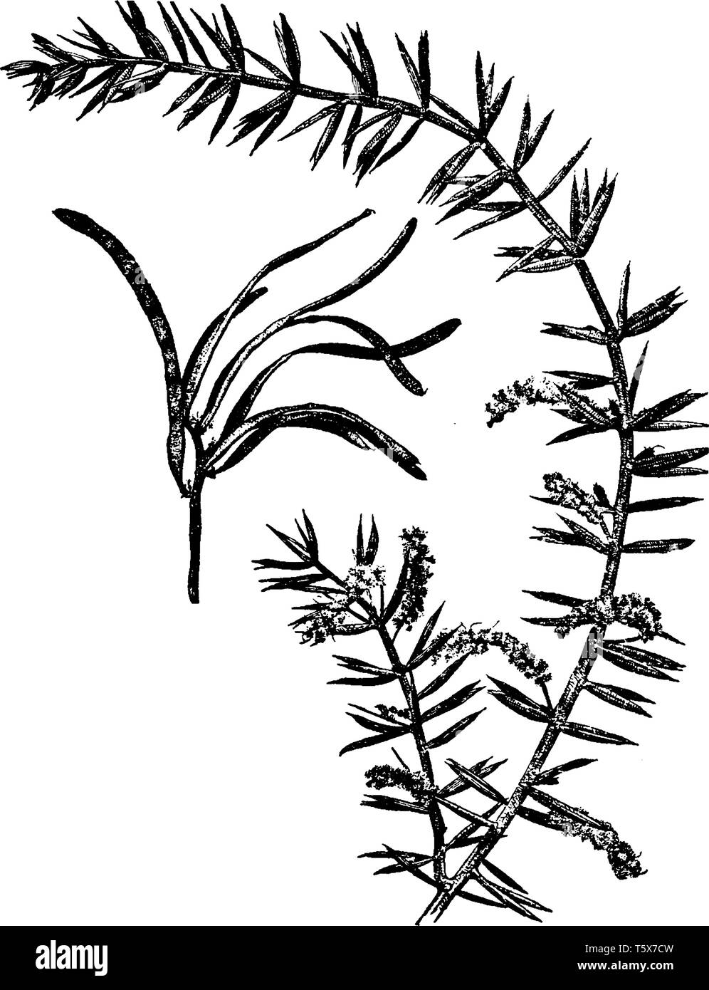 The leaves get a regular needle shape, the wide leaves versus the shape ...