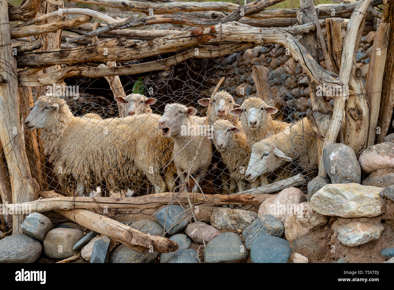 Sheeps in a pen hi-res stock photography and images - Alamy