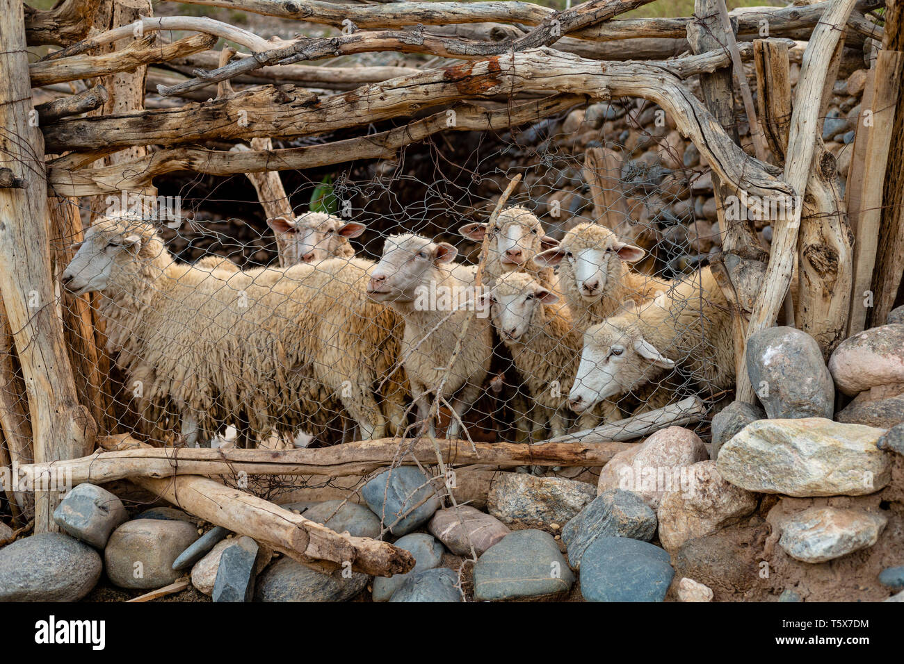 Stone sheep pen hi-res stock photography and images - Alamy