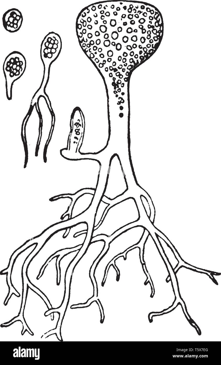 In this image plant is full grown. roots are long and thin it full grow ...
