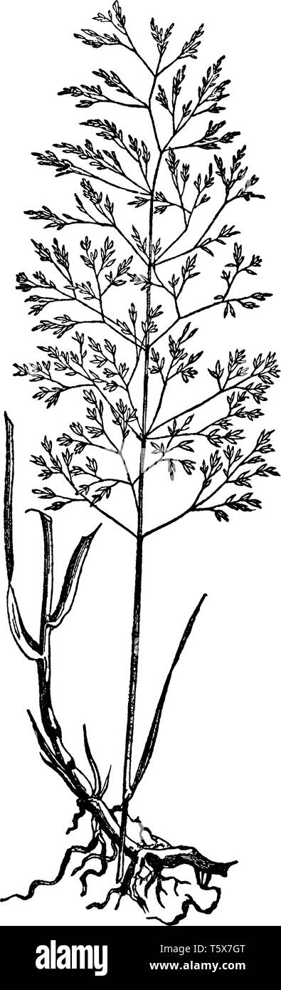 This picture showing of red top grass and they growing very long ...