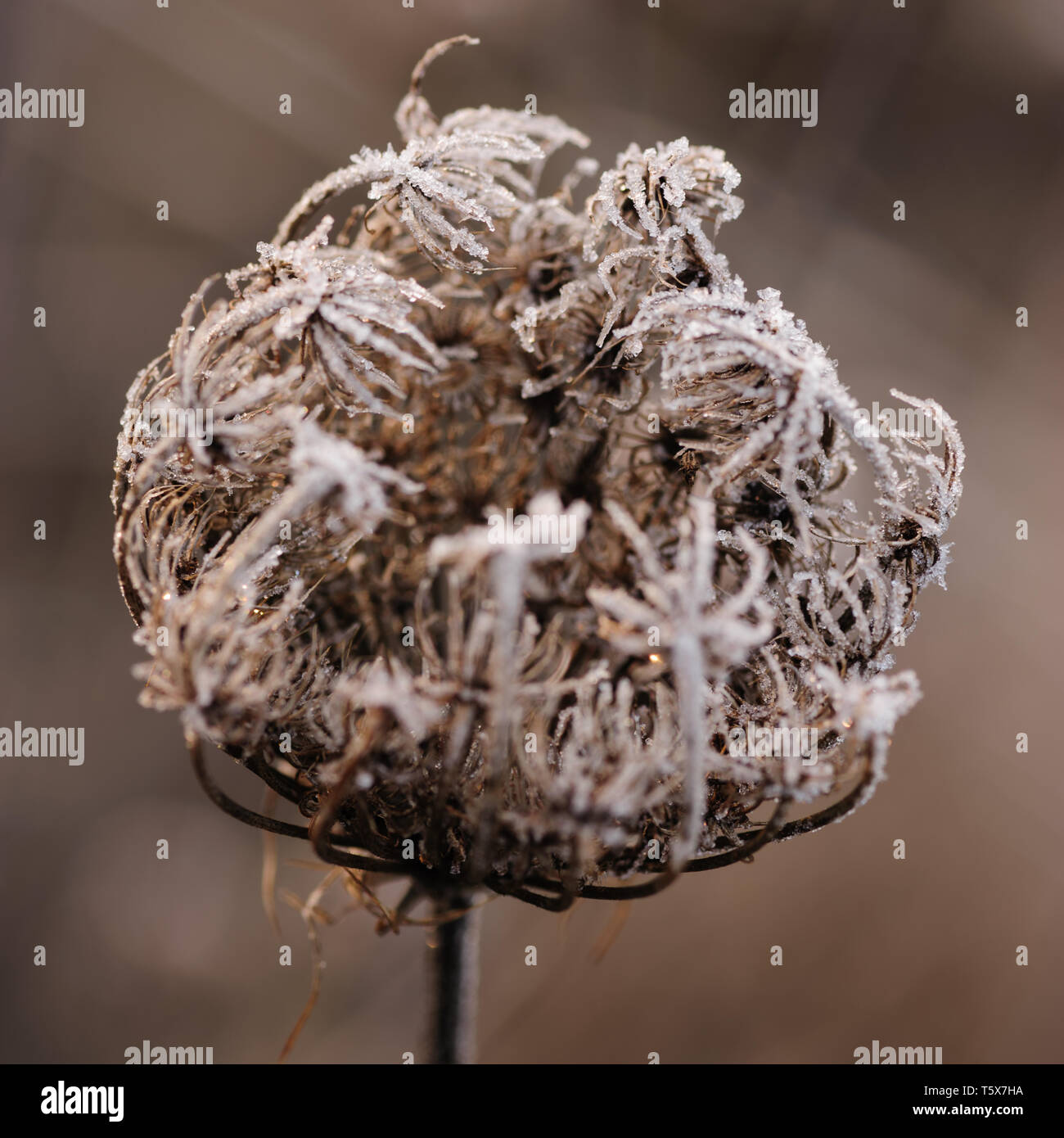Frozen hemlock hi-res stock photography and images - Alamy