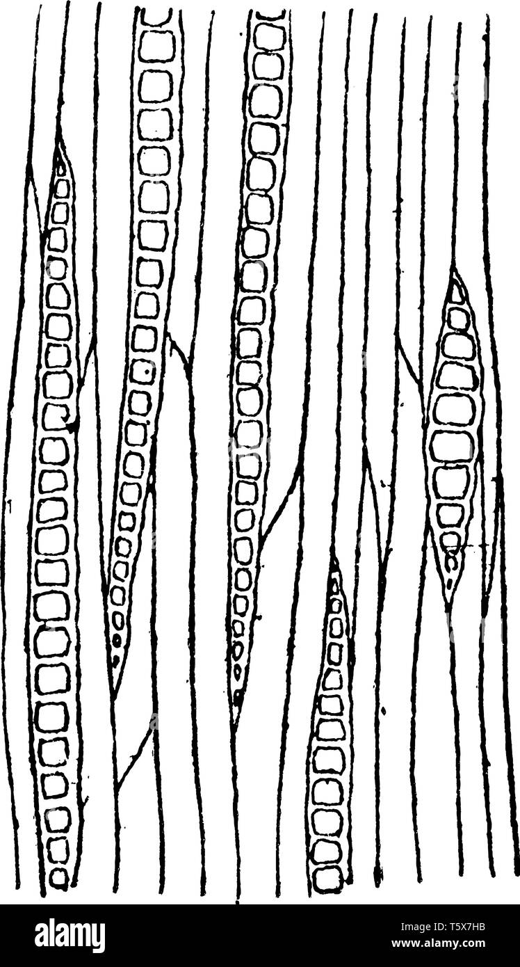 Tangential Section Of Pine Wood