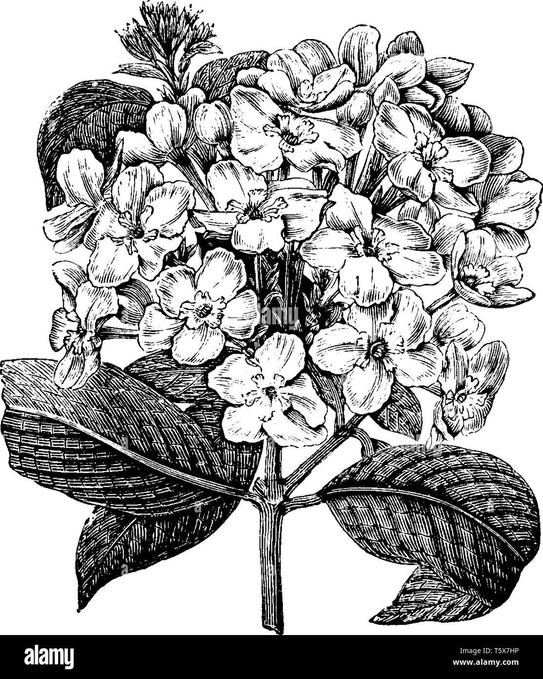 Luculia Pinceana is a flowering plant. Its flowers are large and white ...