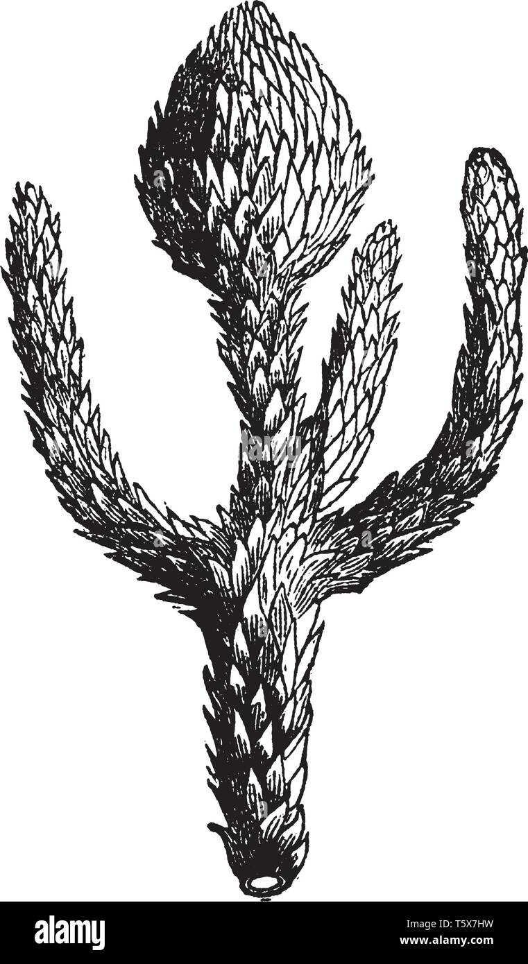 Monkey puzzle branch Stock Vector Images - Alamy