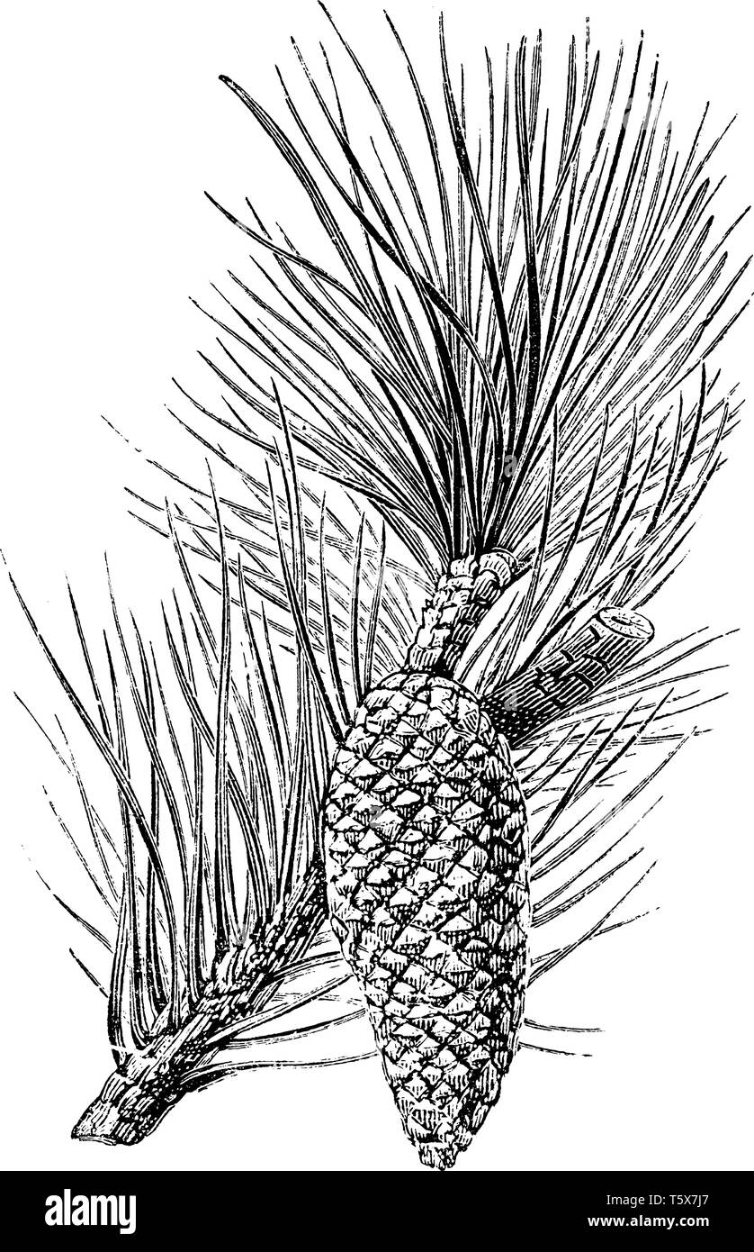 Pinus pinaster Black and White Stock Photos & Images - Alamy