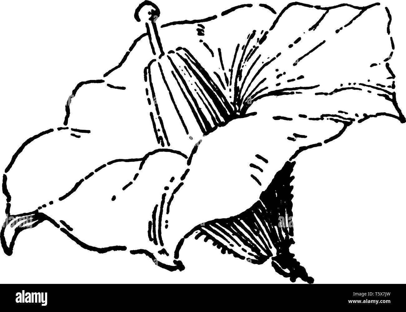 Potato Flower Drawing