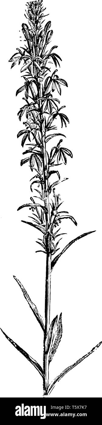 Picture shows the flowering branch of the Cardinal Flower plant ...