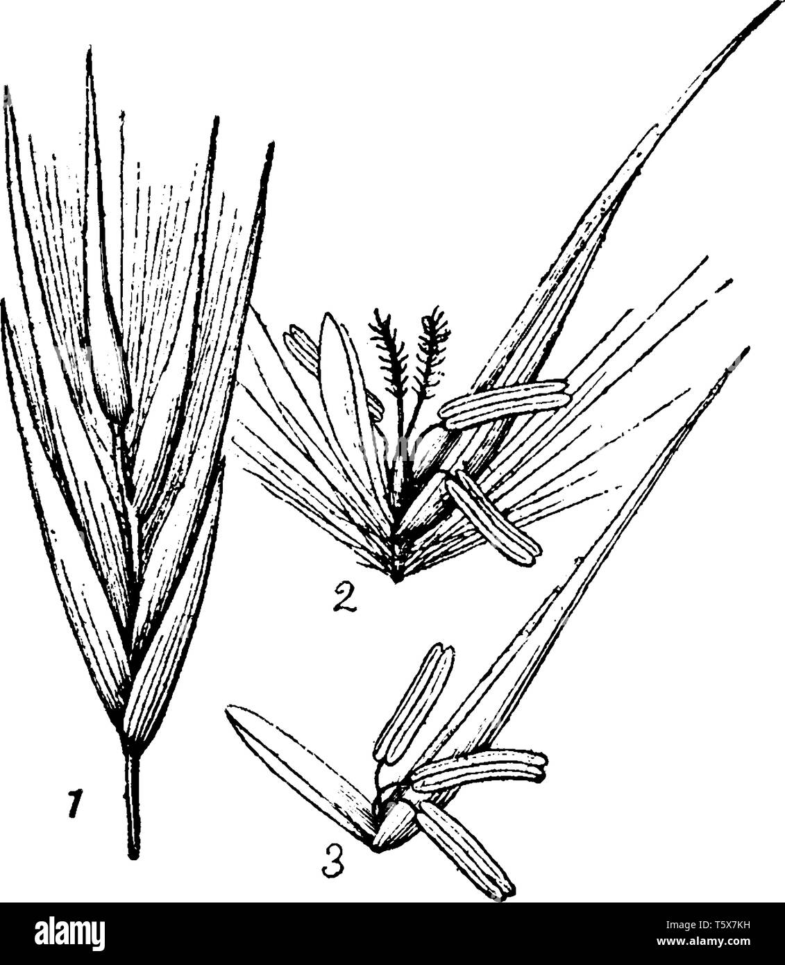 This picture is showing a reed. Inner part of this flower there are ...
