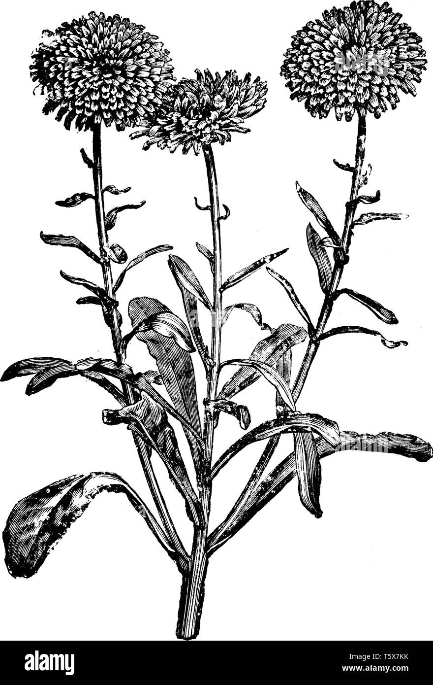 Yellow and pale orange Cut Out Stock Images & Pictures - Alamy