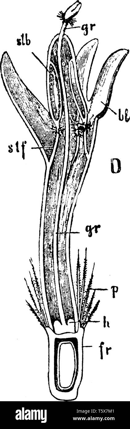 An image of a longitudinal section view of a cornflower disc-floret ...