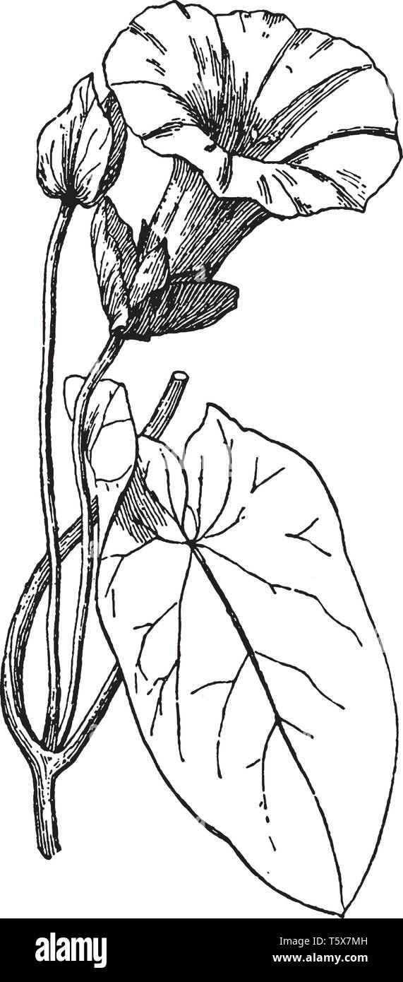 In this picture of Bindweed, the flowers are trumpet shaped, they ...