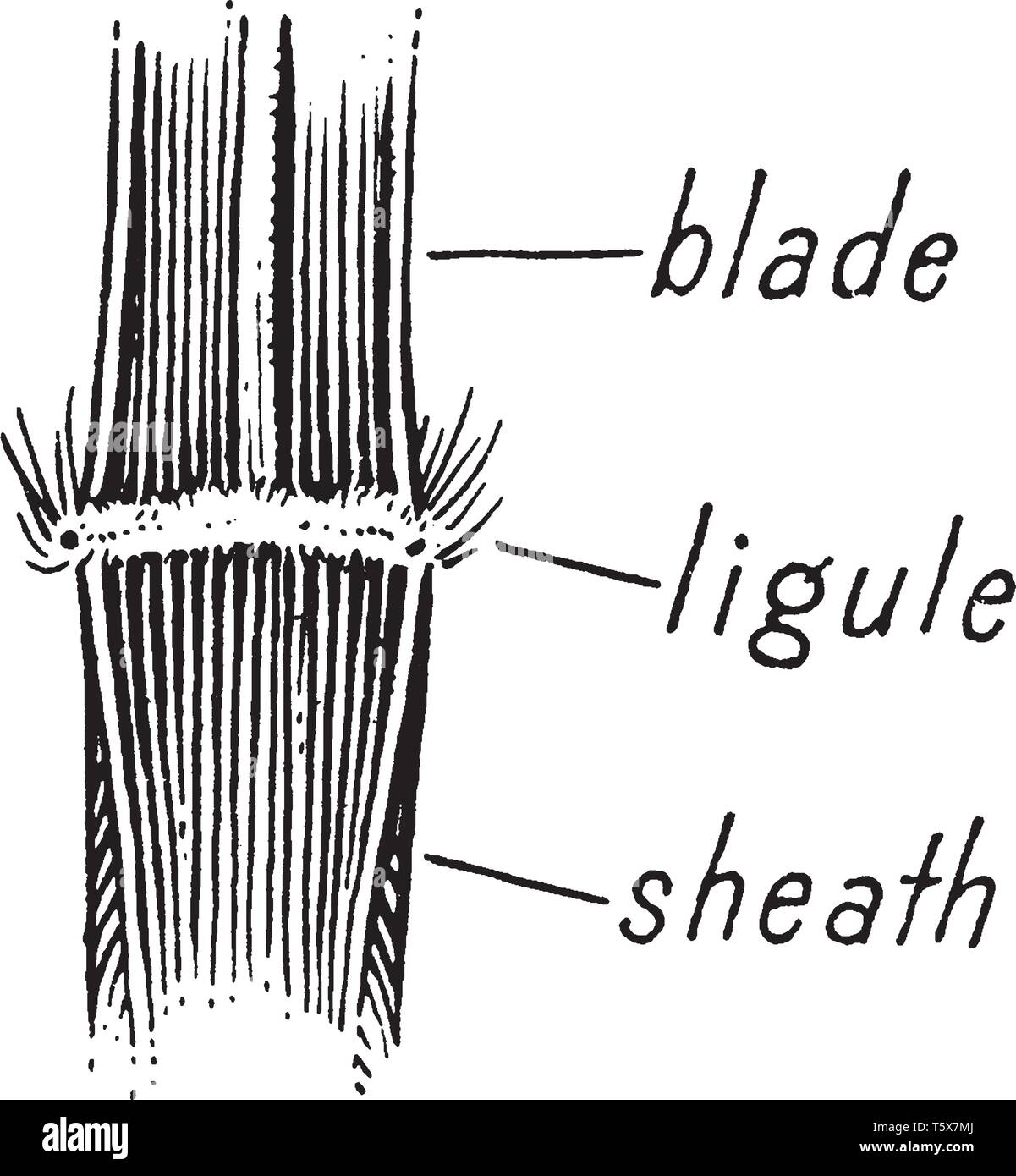 Leaf and ligule hi-res stock photography and images - Alamy