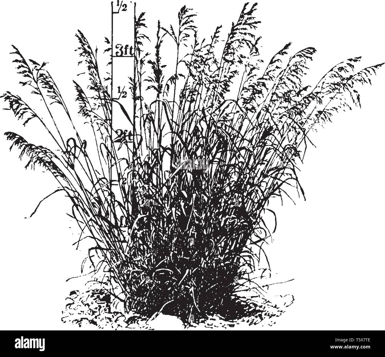 Tall Grasses Drawing Tall Grass From The Nantucket Series | Bob Cato