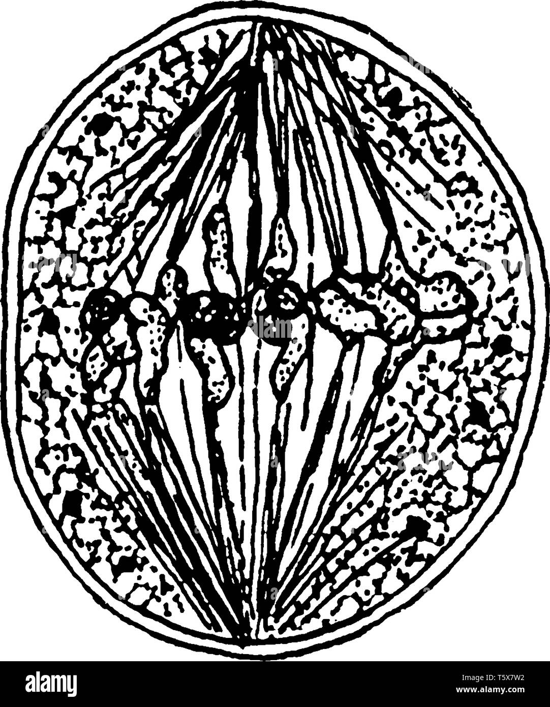 Showing cell division Stock Vector Images - Alamy