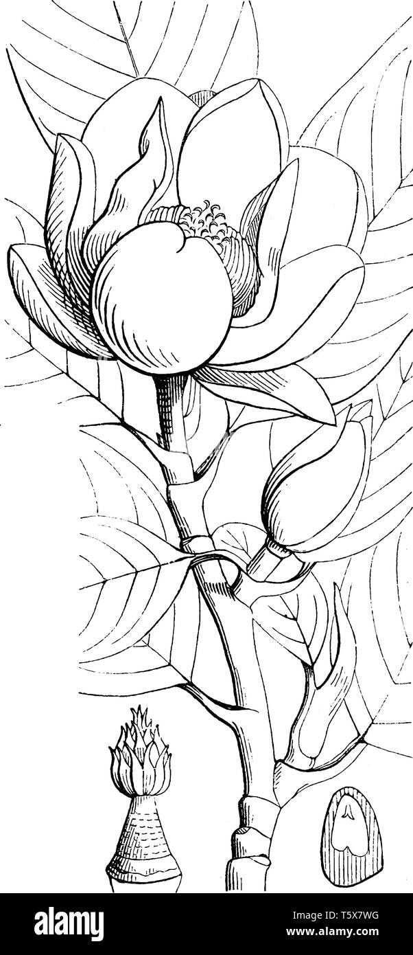 Sweet spring Black and White Stock Photos & Images - Alamy